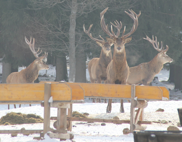 Rotwildtag - Jagdschule Weitnau